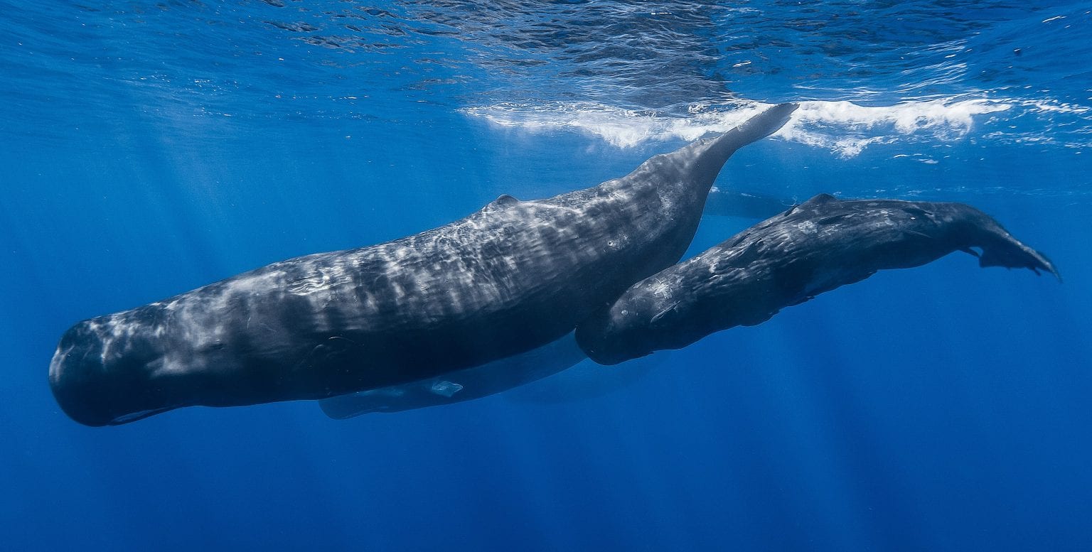 Reproduction and Growth - New Bedford Whaling Museum