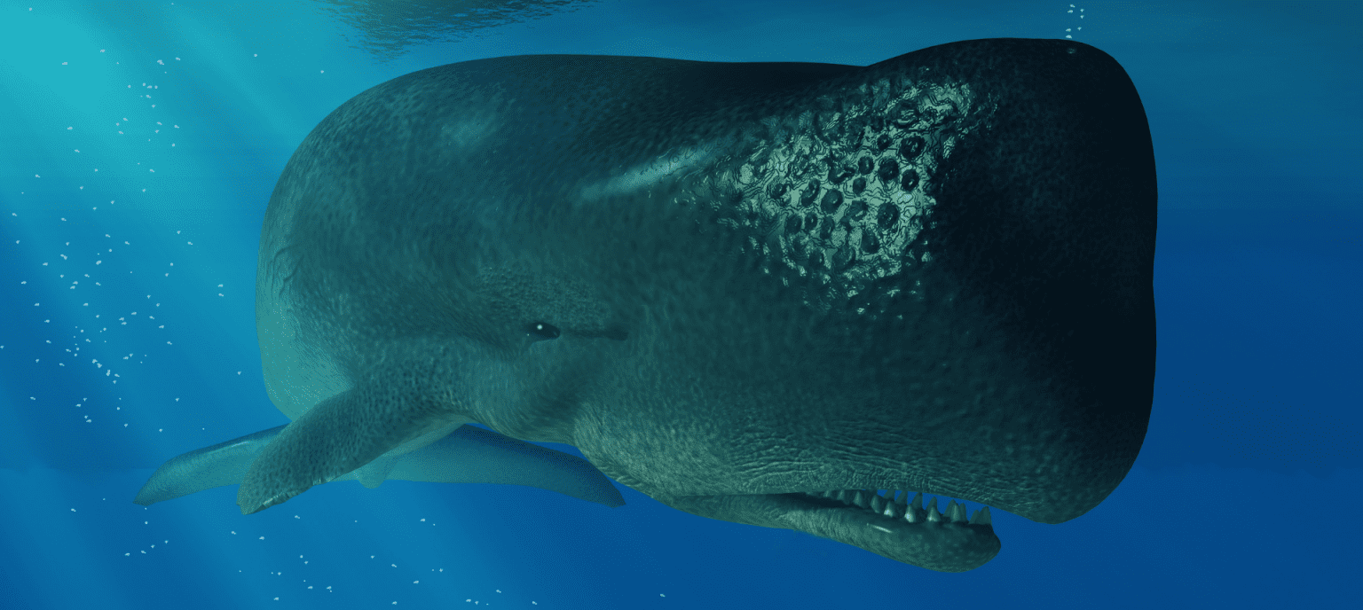 » Echolocation Experiment