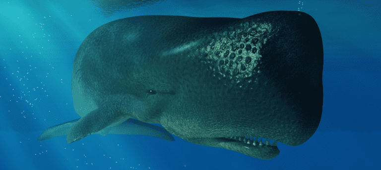 » Echolocation Experiment