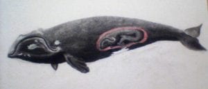 Reproduction and Growth - New Bedford Whaling Museum