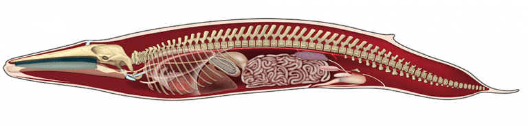 » Anatomy and Physiology