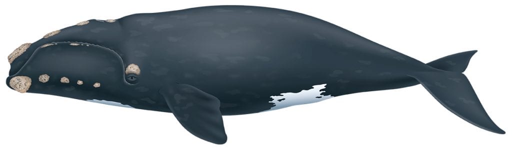 » Classification and Identification