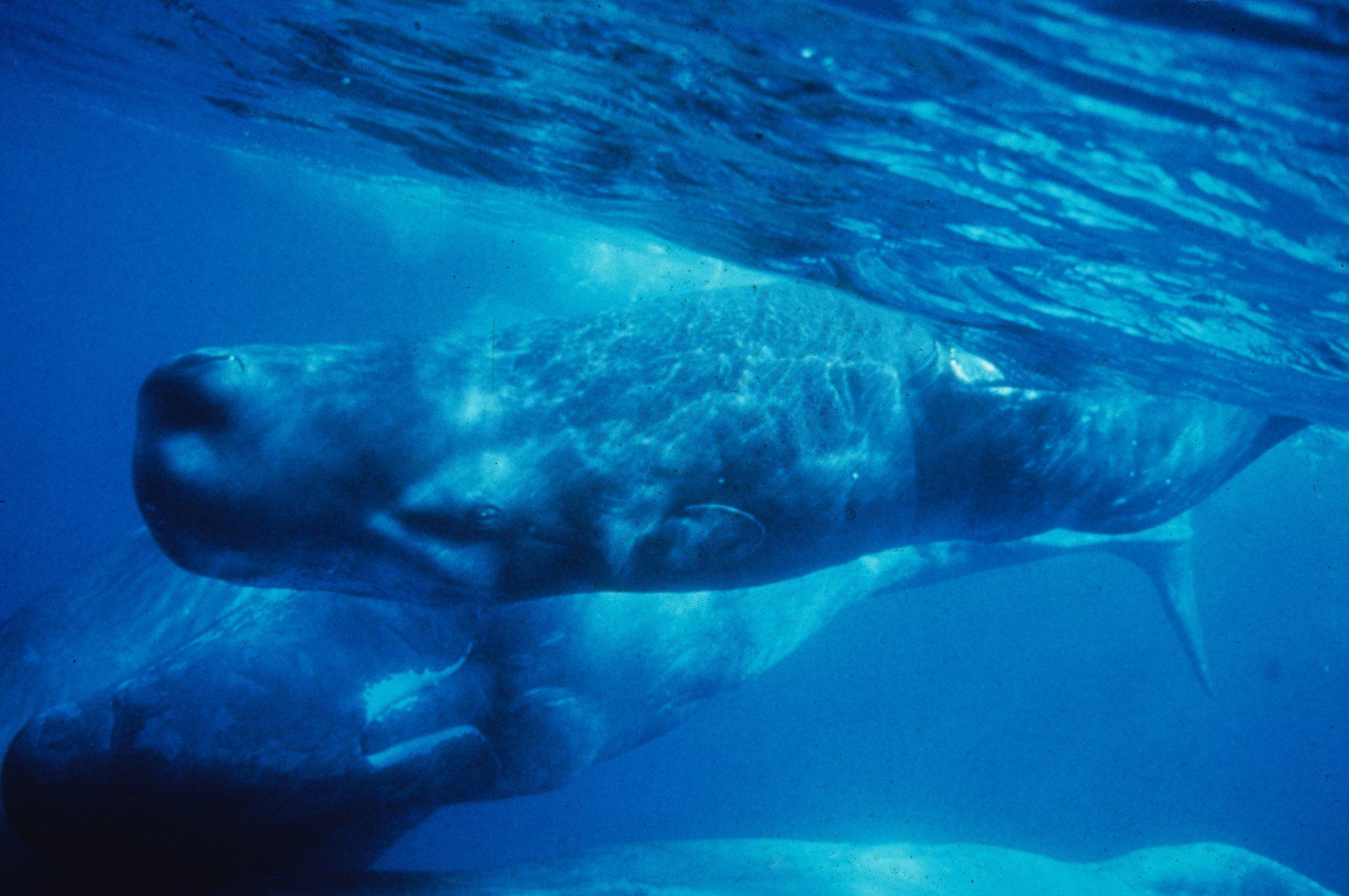 Sperm Whale - New Bedford Whaling Museum
