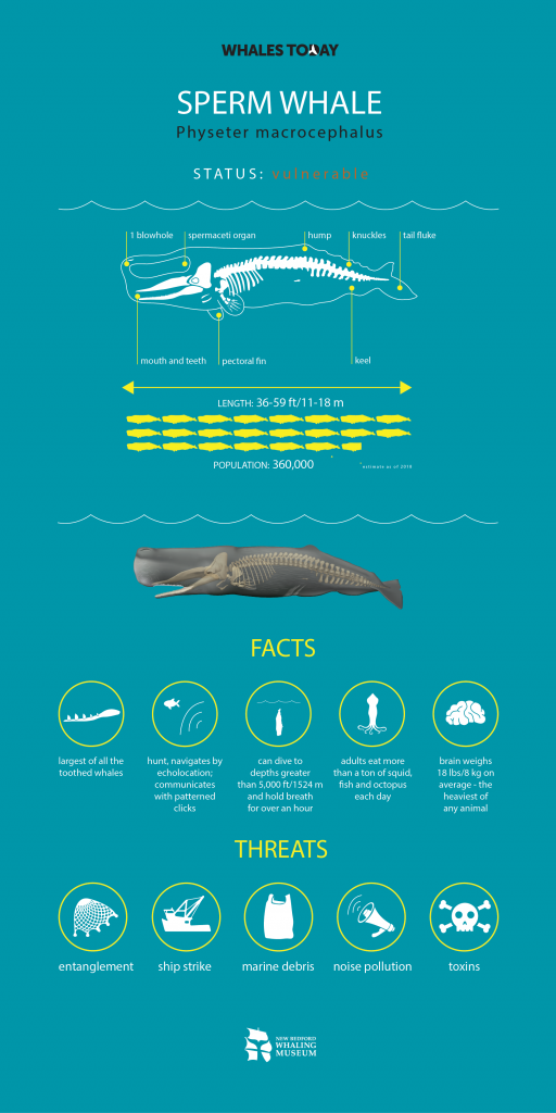 Sperm Whale - New Bedford Whaling Museum