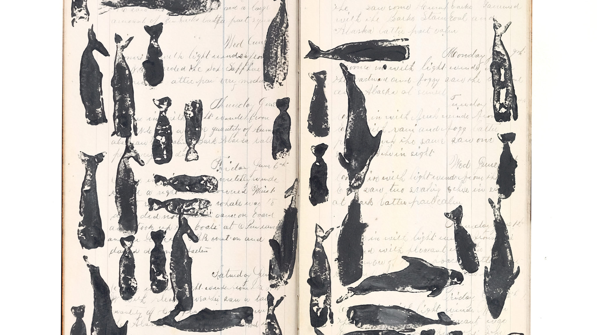 WHALE STRANDING: Daniel Ranalli - New Bedford Whaling Museum