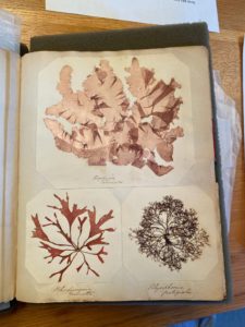 “A singularly marine & fabulous produce”: the Cultures of Seaweed - New ...