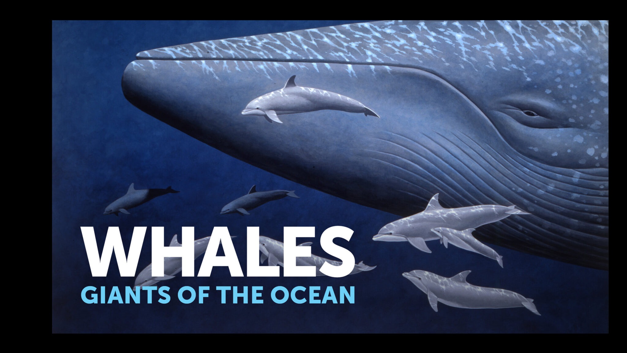 Adaptations - New Bedford Whaling Museum