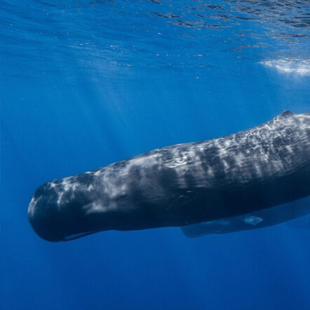 » Research Resources